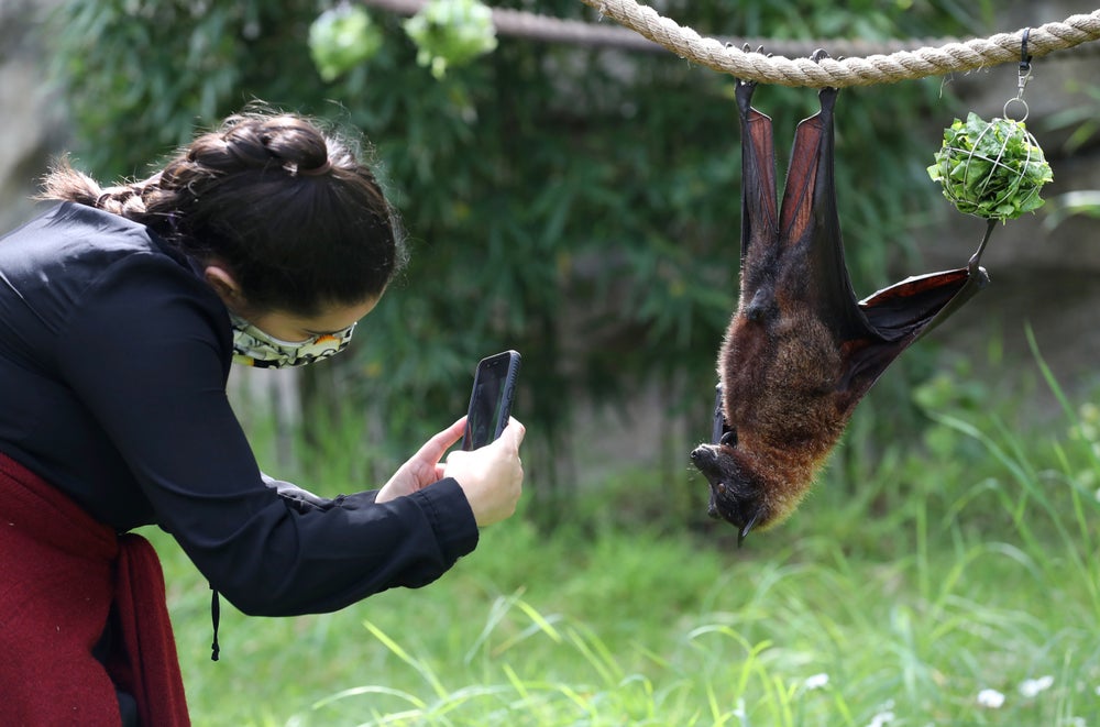 Zoos Find Creative Ways to Cope with Coronavirus Lockdowns | Scientific ...