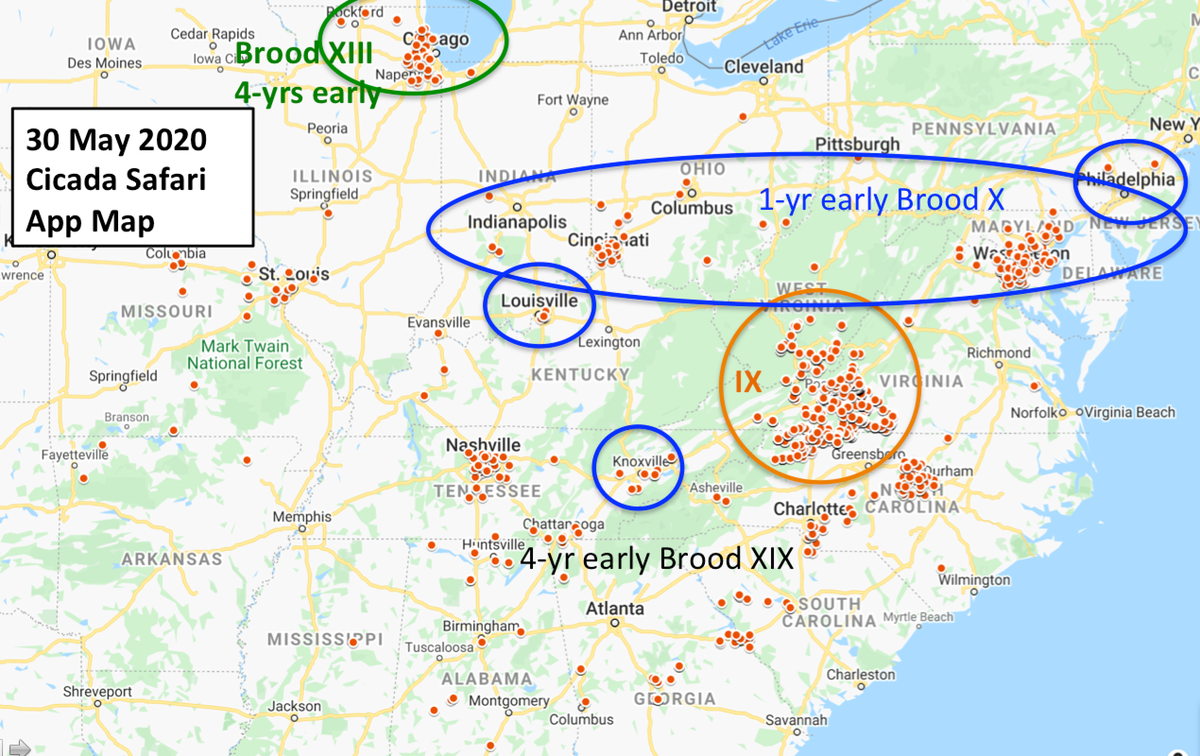 Noisy Cicadas Are Widely Misunderstood | Scientific American