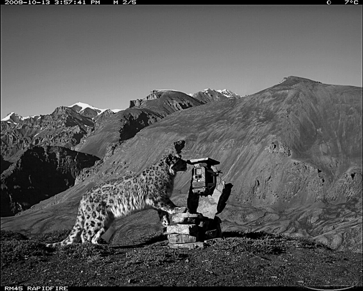 Camera Traps May Overcount Snow Leopards and Other Vulnerable Species ...