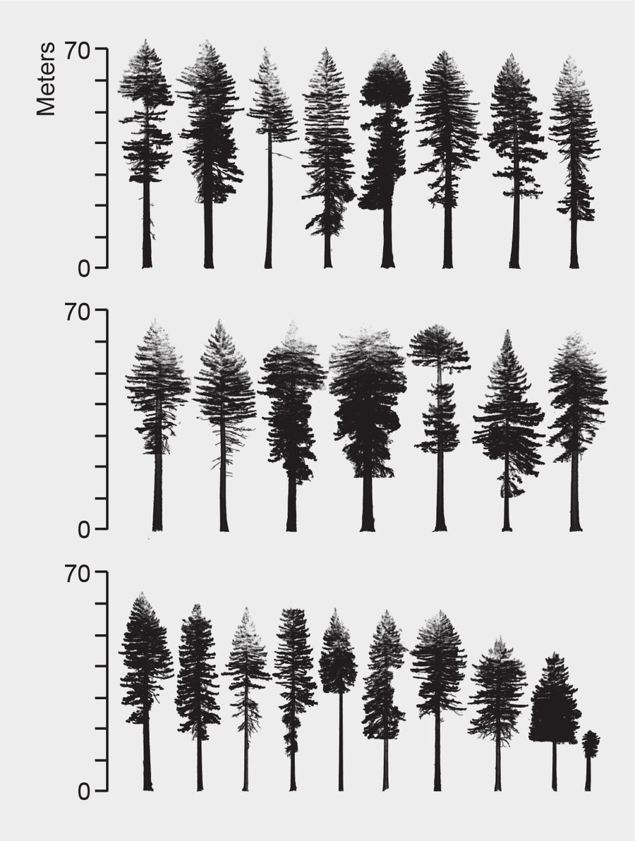 Towering Sequoias Are Even Bigger Than Thought, Laser Scans Suggest ...