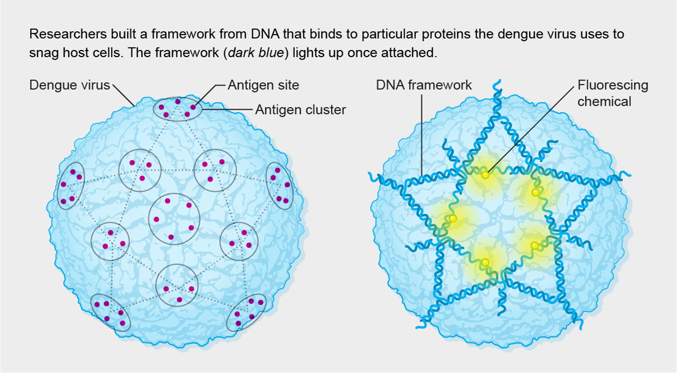 New Test Uses DNA Trap to Detect Dengue | Scientific American