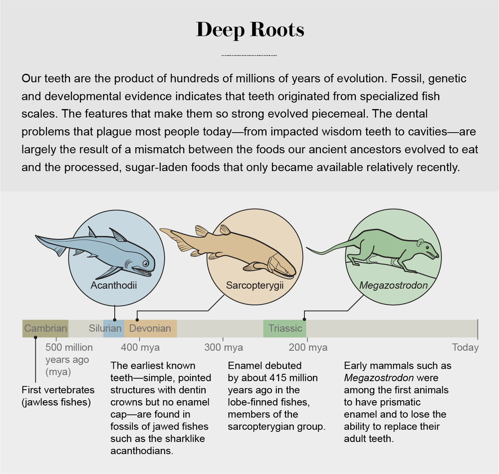 Why We Have So Many Problems with Our Teeth | Scientific American