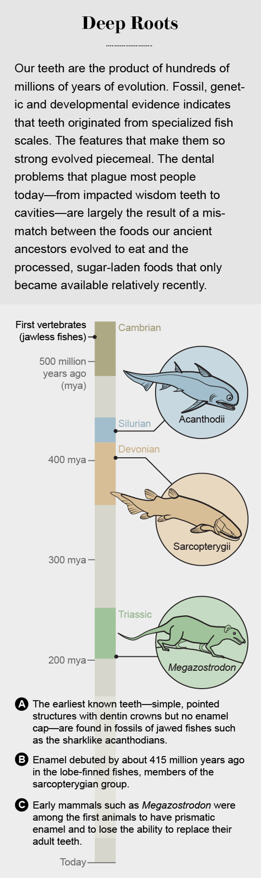 Why We Have So Many Problems with Our Teeth | Scientific American
