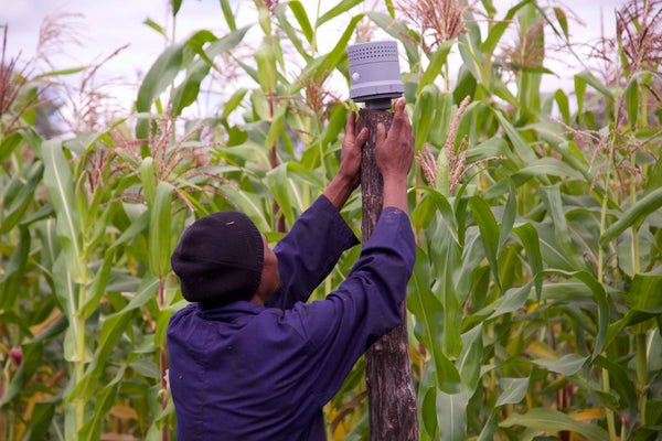 Living 'Bee Fences' Protect Farmers from Elephants, and Vice Versa ...