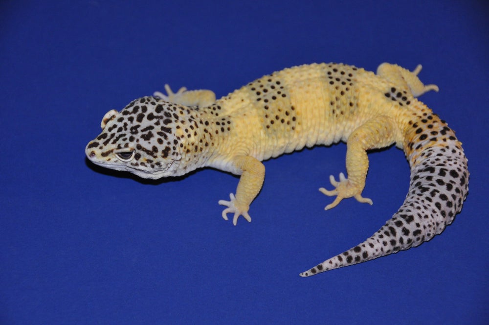 Cancer Clues Found in Gene behind 'Lemon Frost' Gecko Color ...