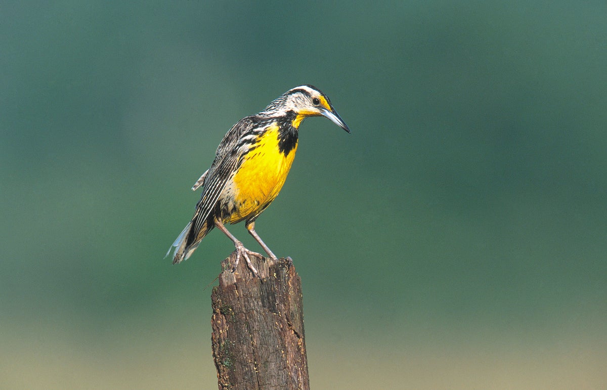 Extreme Birding Competition Is a Cutthroat Test of Skill, Strategy and ...