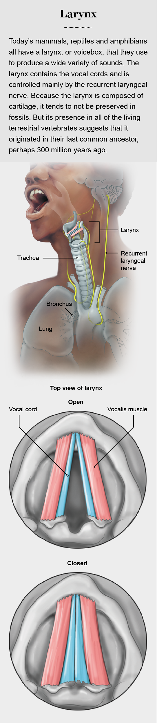 Fossils Reveal When Animals Started Making Noise | Scientific American