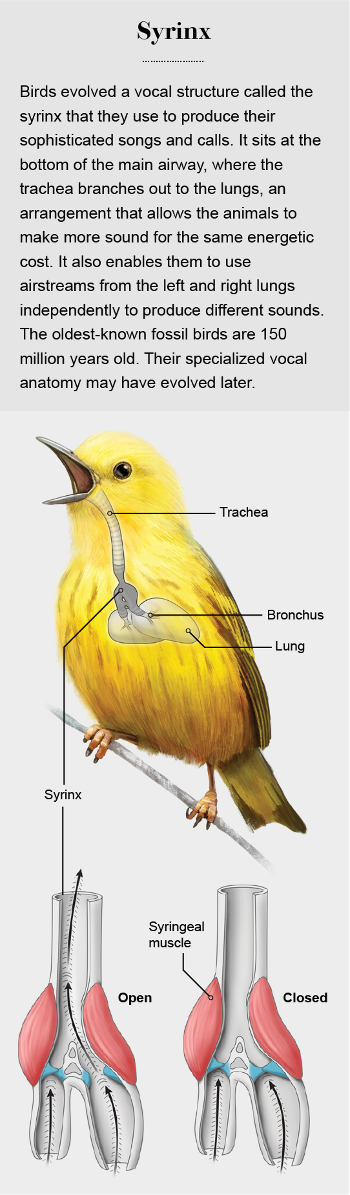 Fossils Reveal When Animals Started Making Noise | Scientific American