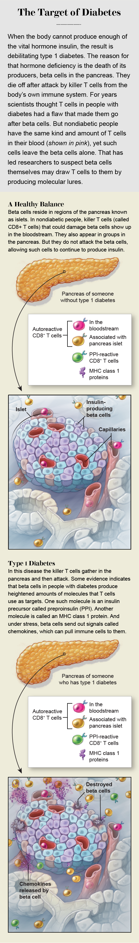 In Autoimmune Disease, Organs May Lure the Immune System into an Attack ...