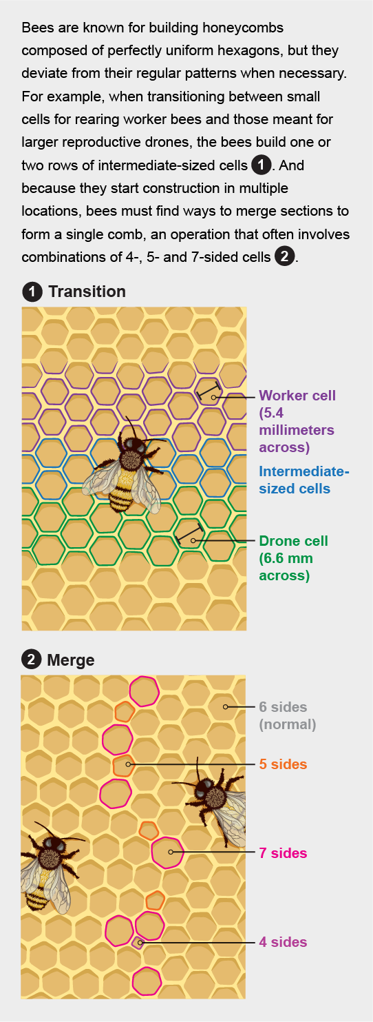 The Surprising Architecture in Bees' Honeycombs | Scientific American