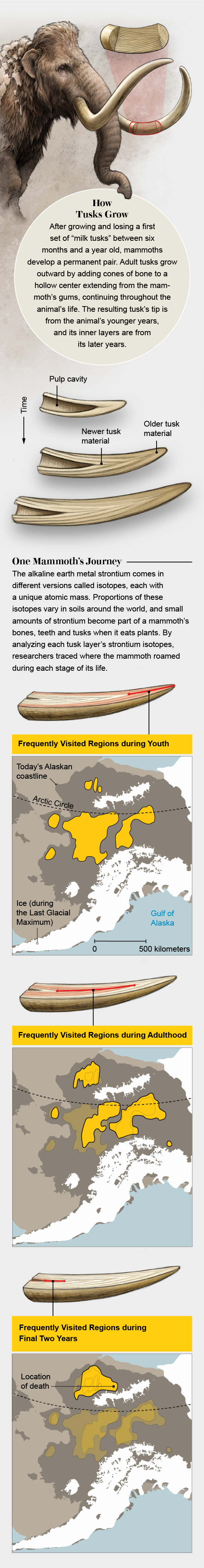 Mammoth Tusk Reveals Ancient Mammal's Travels | Scientific American