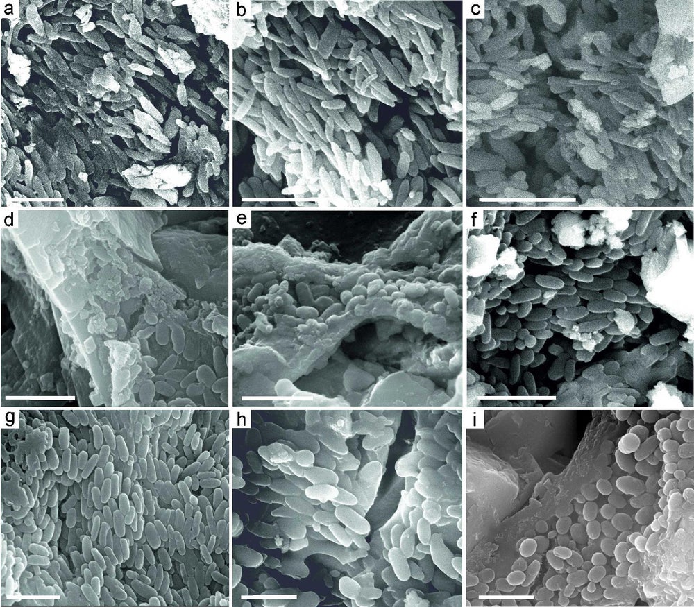 Pterosaurs May Have Had Brightly Colored Feathers, Exquisite Fossil ...