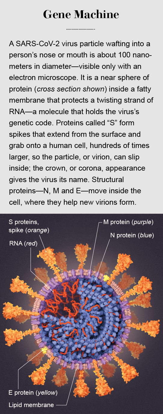 A Visual Guide to the SARS-CoV-2 Coronavirus | Scientific American