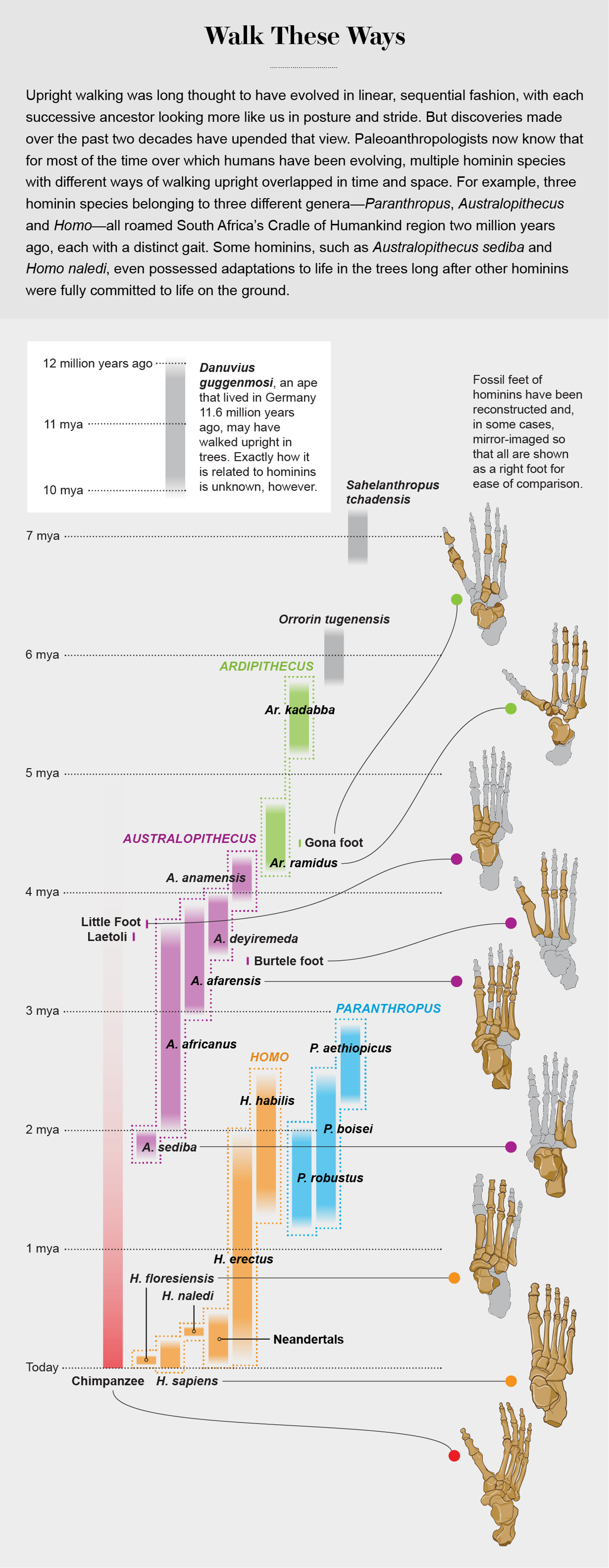 Fossils Upend Conventional Wisdom about Evolution of Human Bipedalism ...
