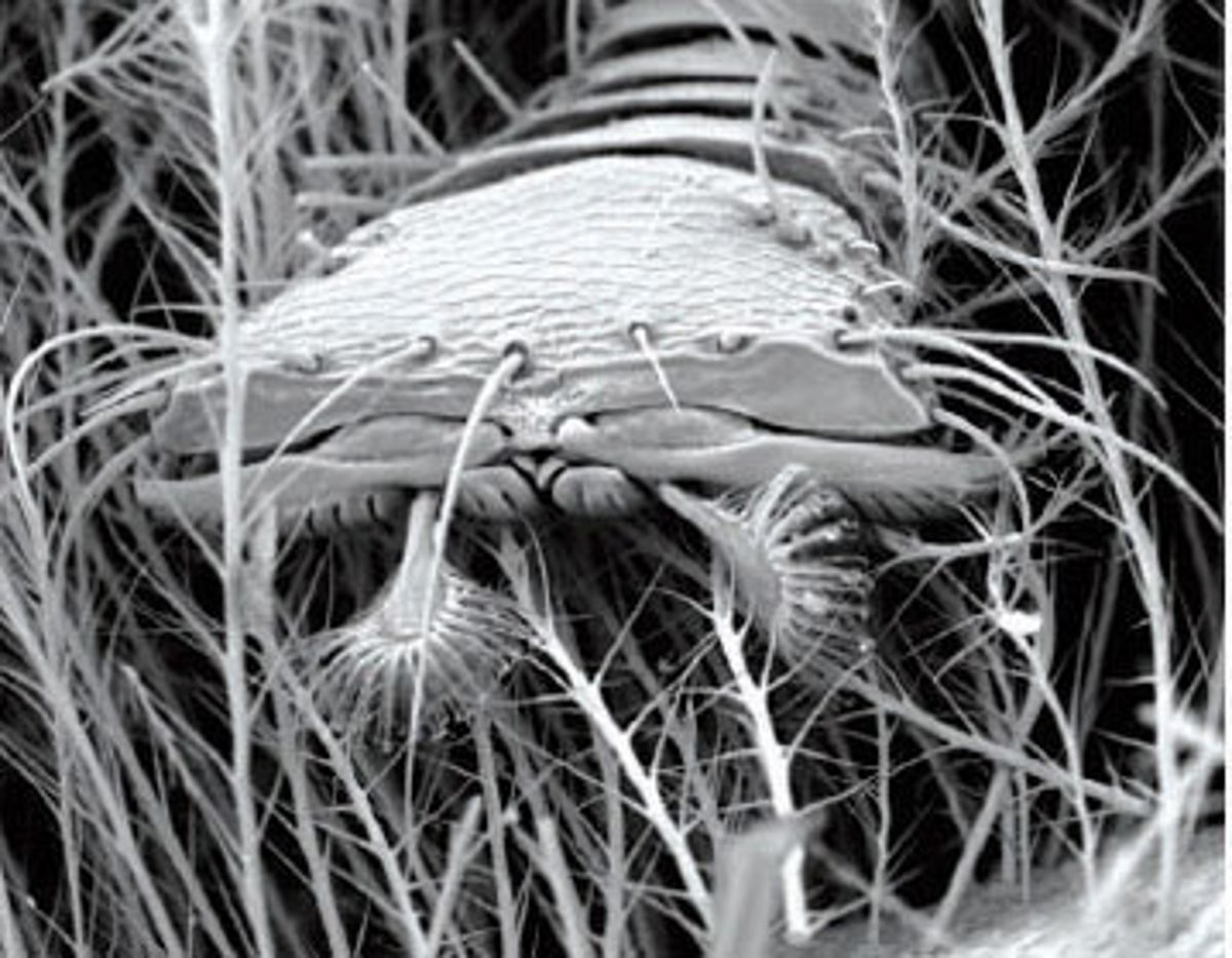 Honeybee Parasites Have Record-Breaking Clinginess | Scientific American