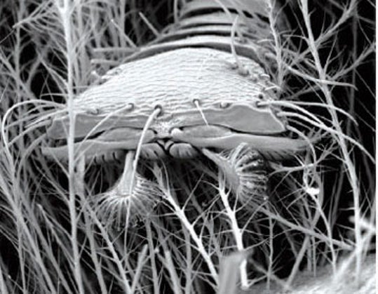 Honeybee Parasites Have Record-Breaking Clinginess | Scientific American