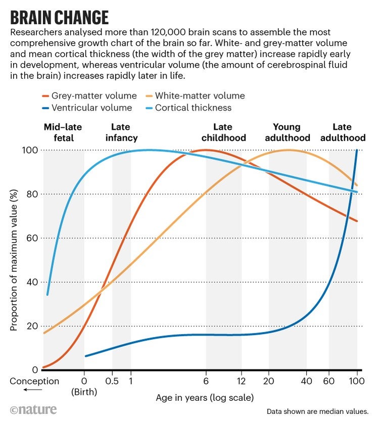 Your Brain Expands and Shrinks over Time: These Charts Show How ...
