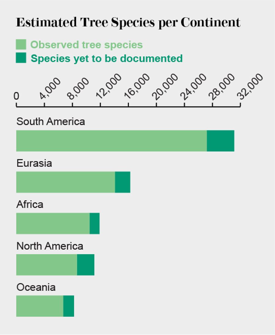 Thousands of Tree Species Remain Unknown to Science | Scientific American