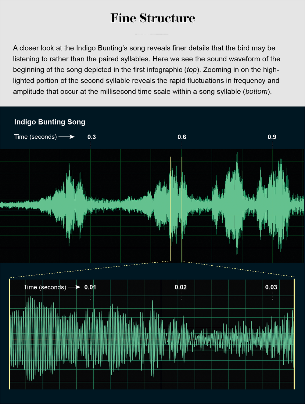 What Birds Really Listen for in Birdsong (It's Not What You Think ...