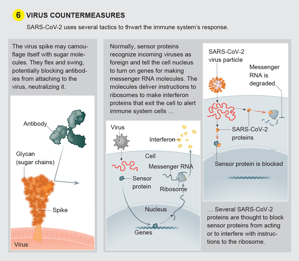 A Visual Guide to the SARS-CoV-2 Coronavirus | Scientific American