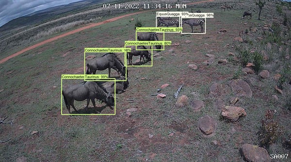 How AI Can Help Save Endangered Species | Scientific American