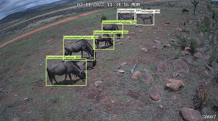 How AI Can Help Save Endangered Species | Scientific American