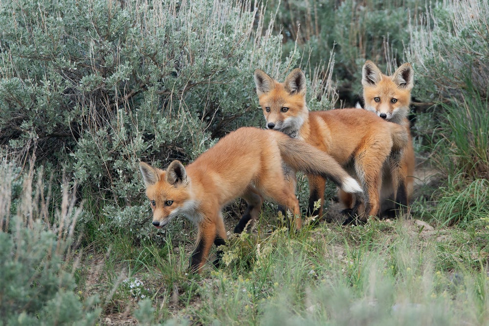 Peach Fuzz Is Pantone's Color of the Year--And It's Everywhere in ...