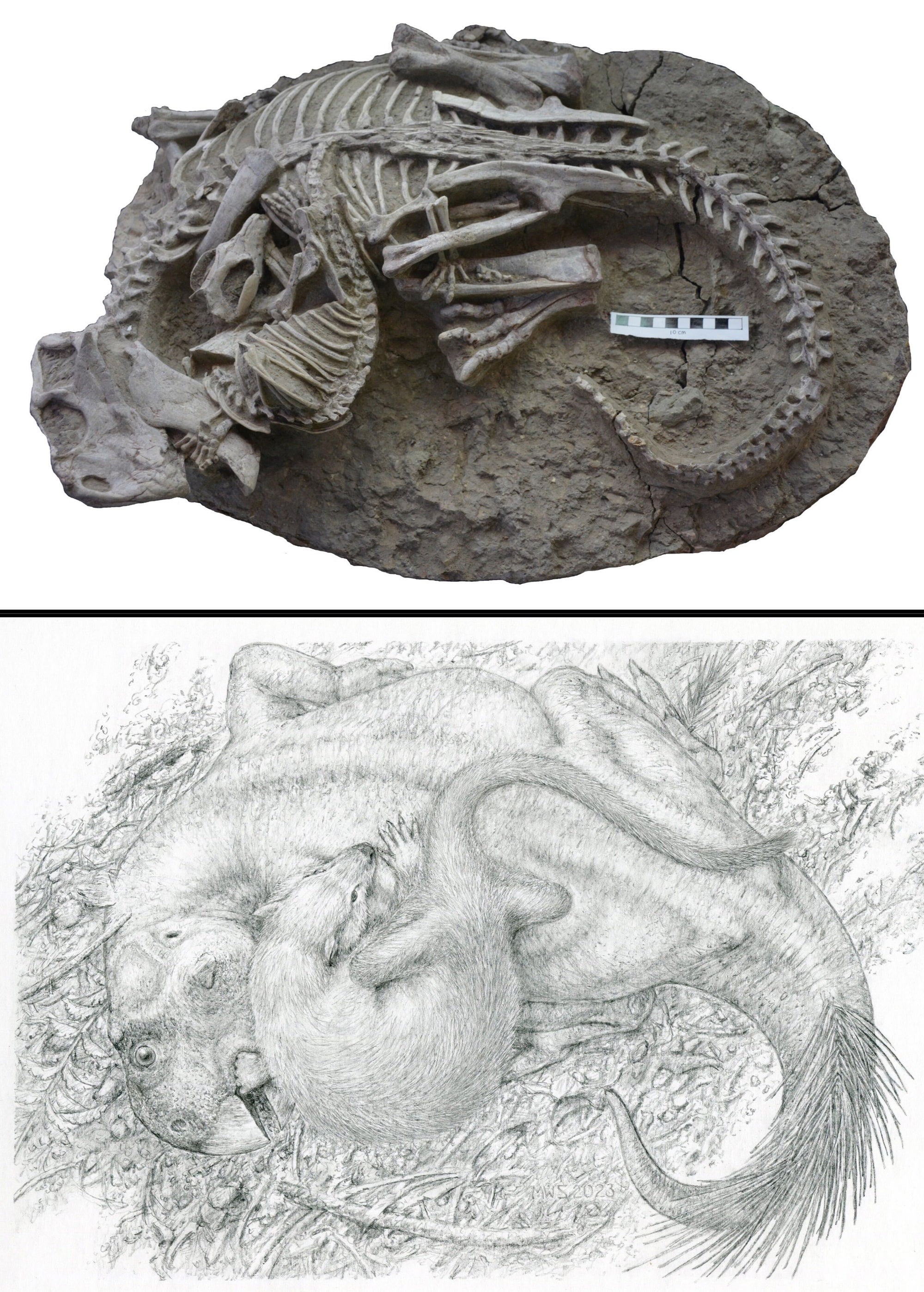 Mammals Preyed on Much Larger Dinosaurs, a Stunning New Fossil Reveals ...