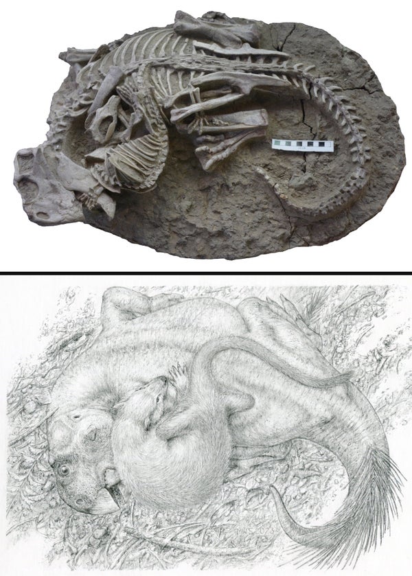 Mammals Preyed on Much Larger Dinosaurs, a Stunning New Fossil Reveals ...