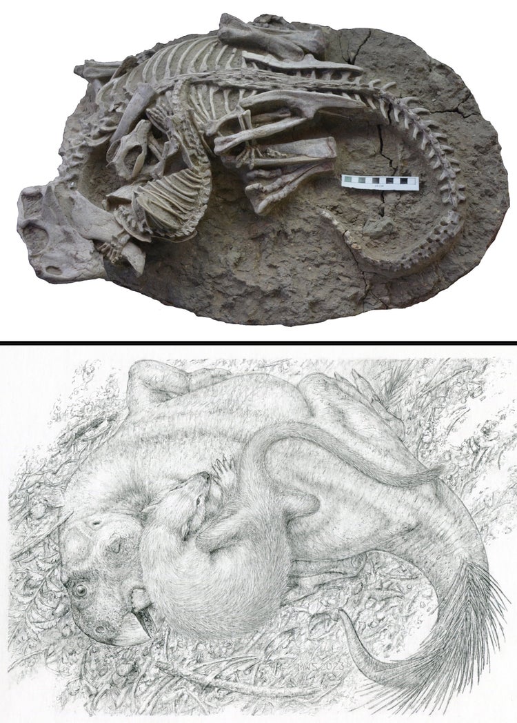 Mammals Preyed on Much Larger Dinosaurs, a Stunning New Fossil Reveals ...