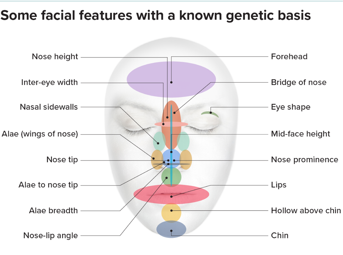 The Genetics of Why You Look Like Your Great Aunt Mildred | Scientific ...