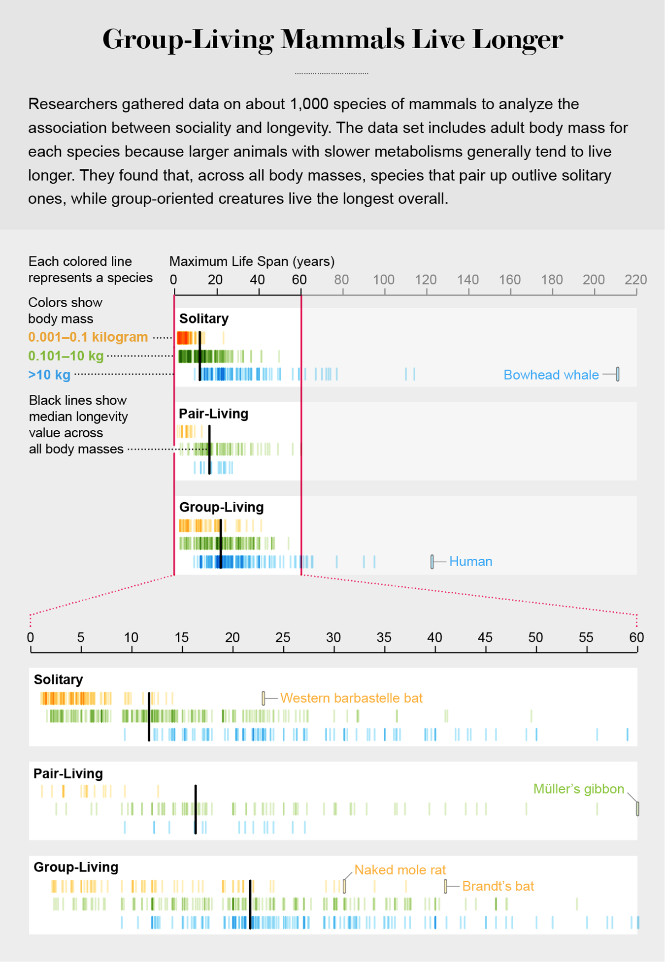 Mammals That Live Together Live Longer | Scientific American