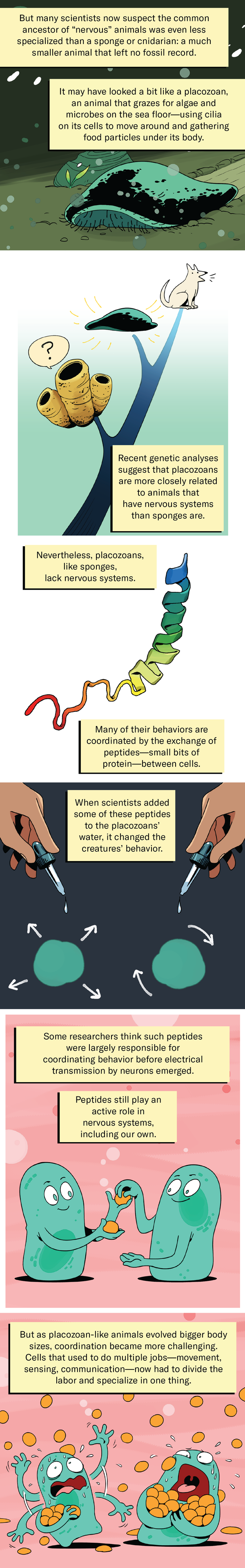 A Comic Guide to the Evolution of Ancient Cells into Complex Brains ...