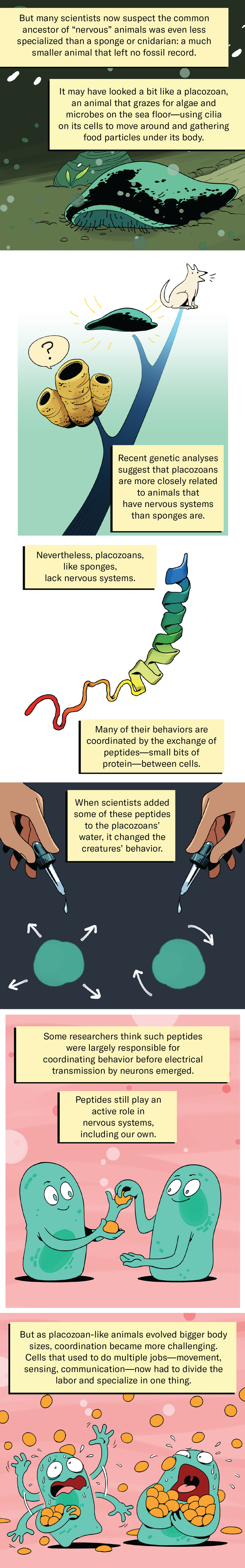 A Comic Guide to the Evolution of Ancient Cells into Complex Brains ...