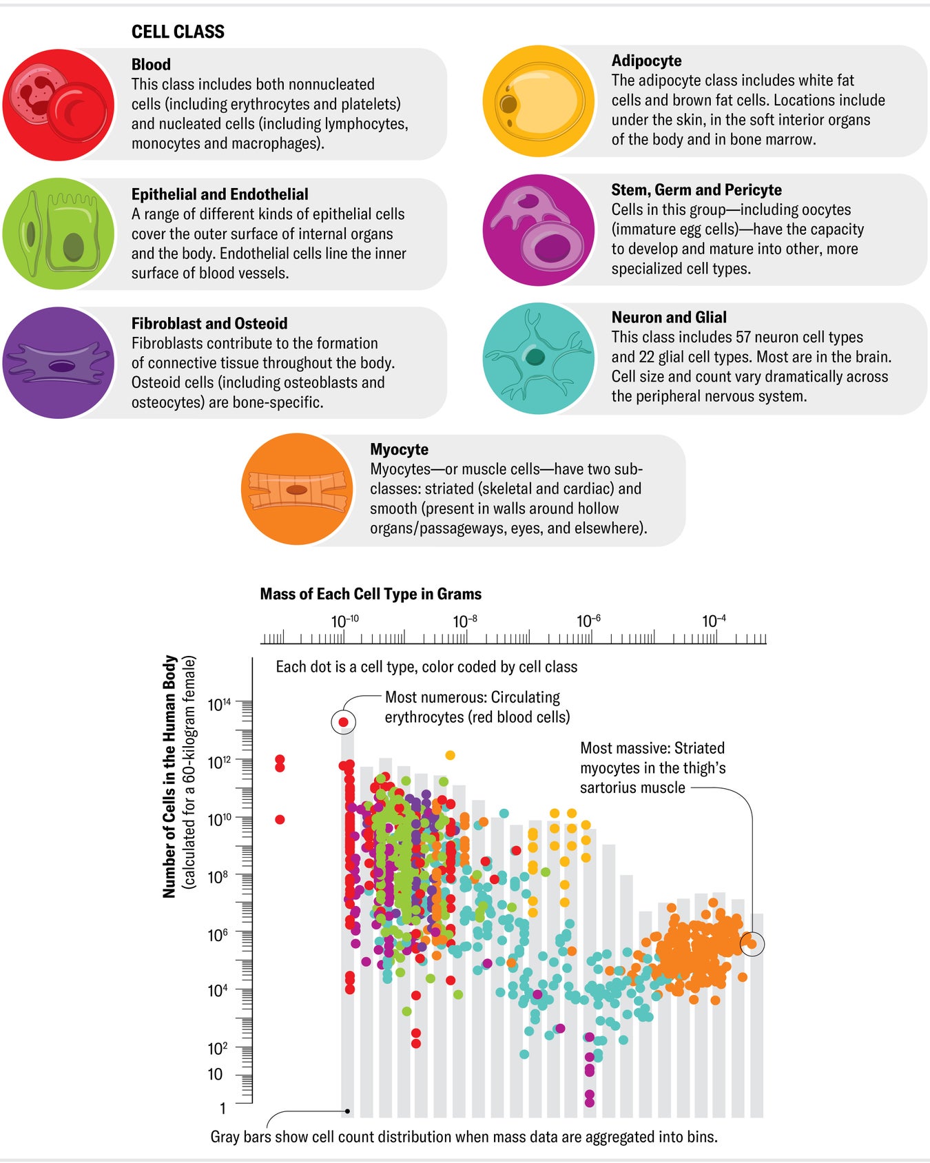 See Your Body's Cells in Size and Number | Scientific American