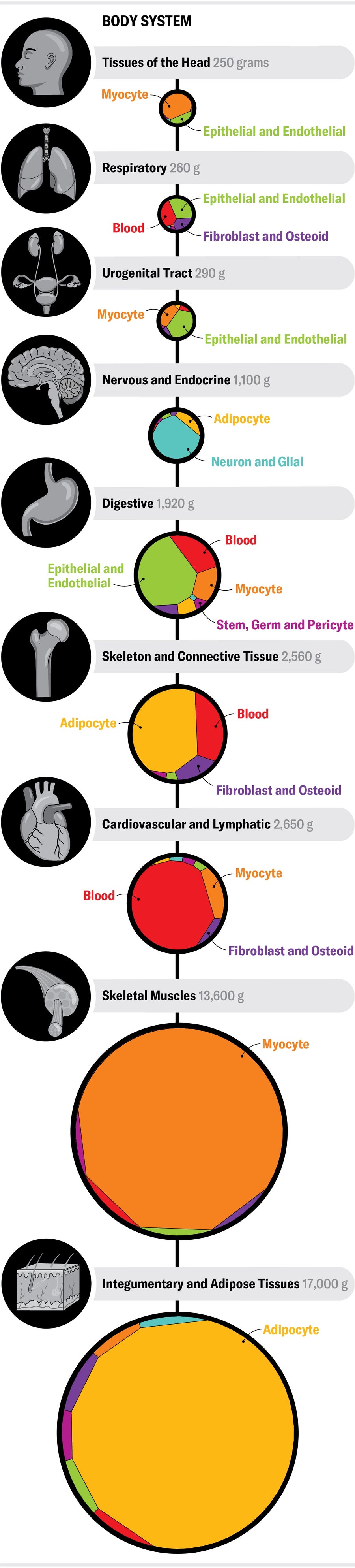 See Your Body's Cells in Size and Number | Scientific American