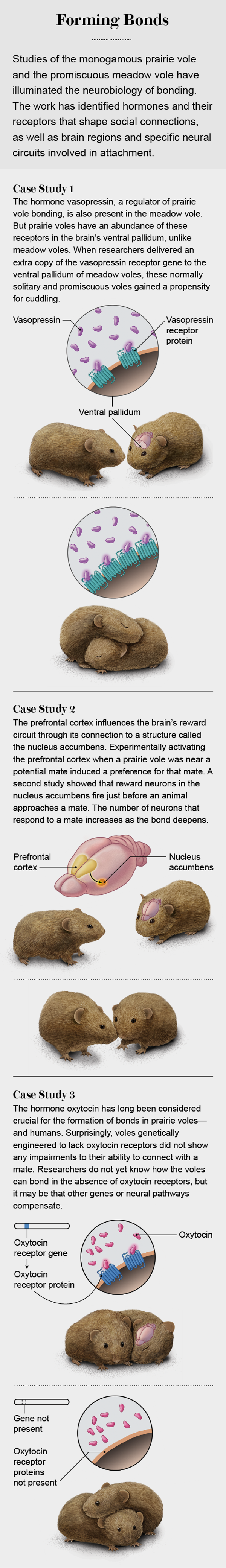 Monogamous Prairie Voles Reveal the Neurobiology of Love | Scientific ...
