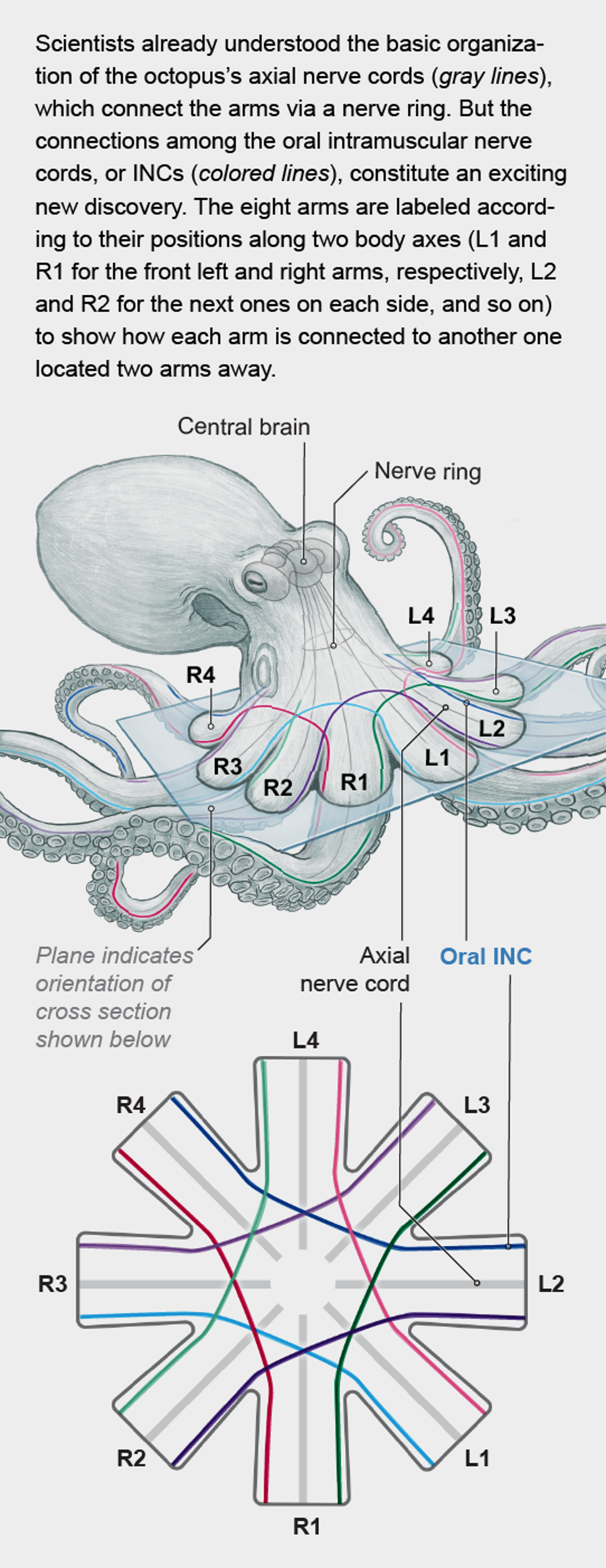 How Octopus Arms Bypass the Brain | Scientific American