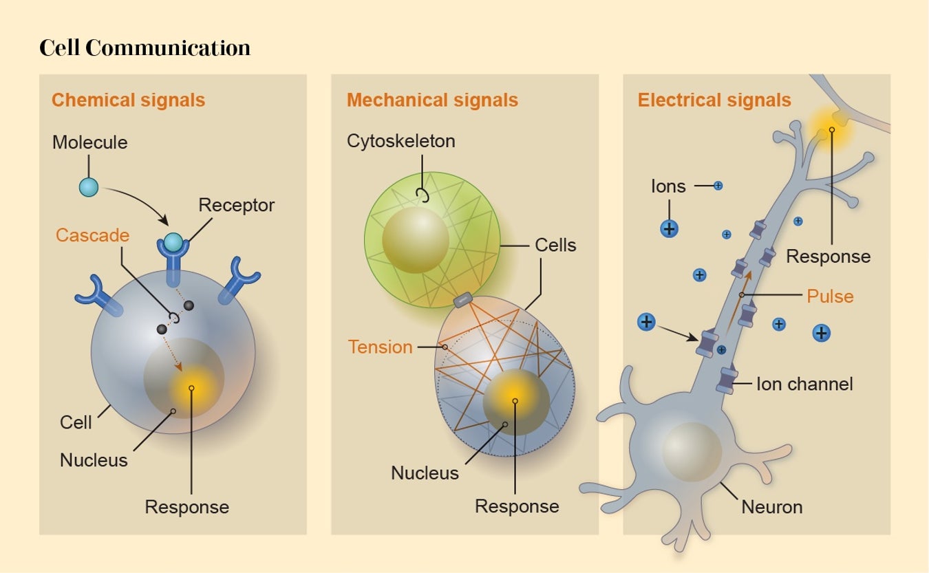 Synthetic Morphology Lets Scientists Create New Life-Forms | Scientific ...