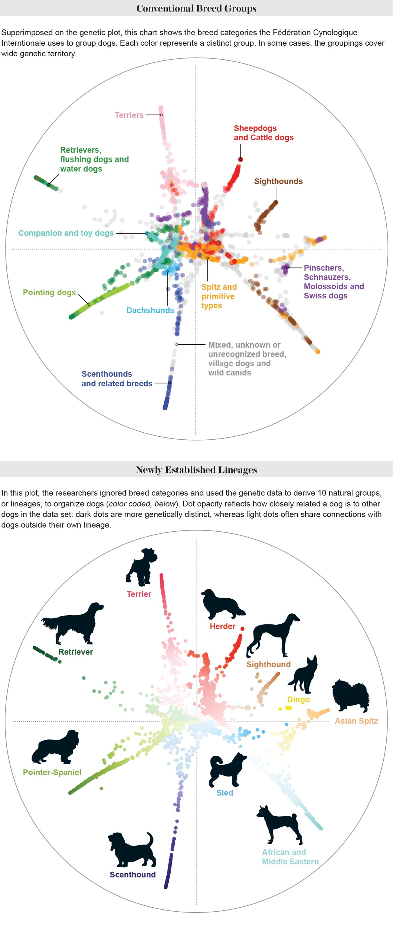 Dog Genetics Reveal Surprising Relationships among Breeds | Scientific ...