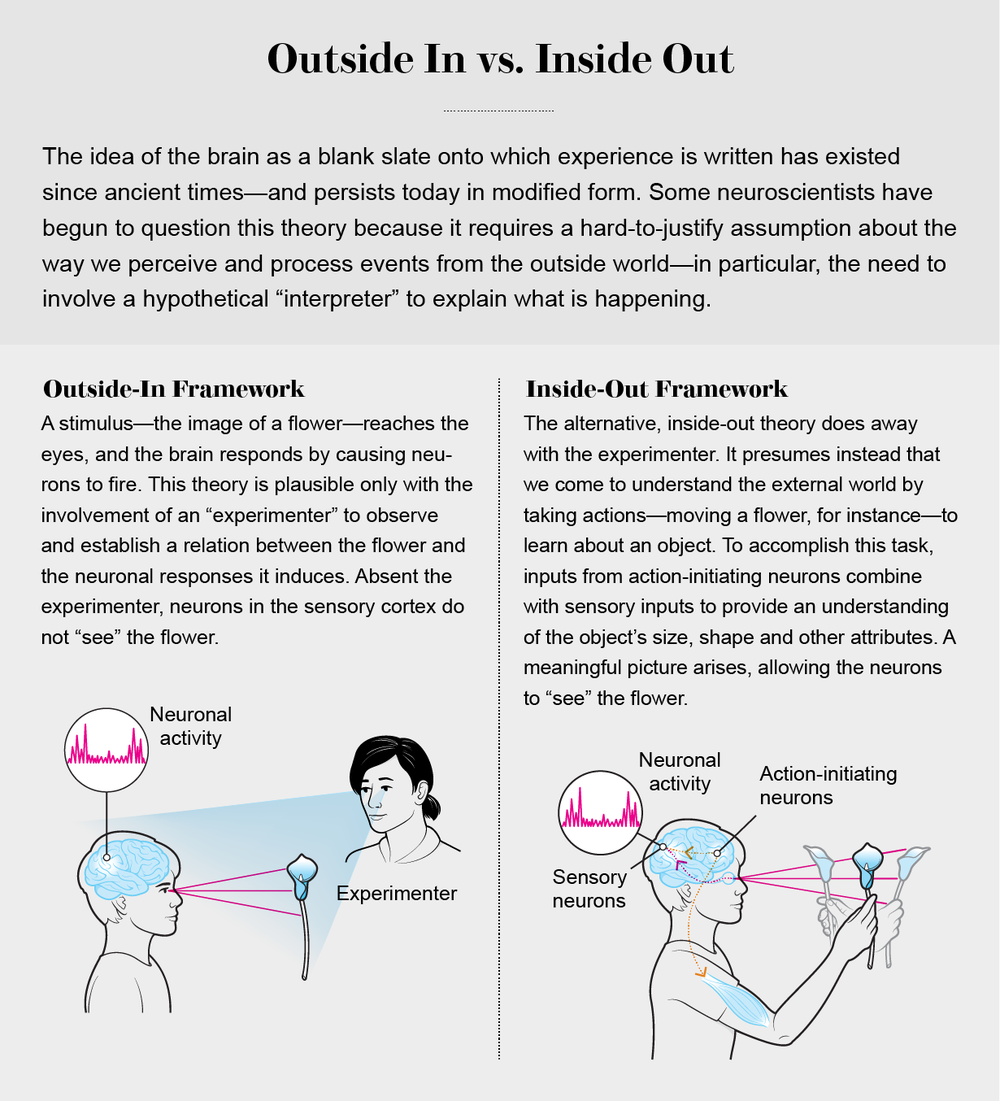 How the Brain 'Constructs' the Outside World | Scientific American