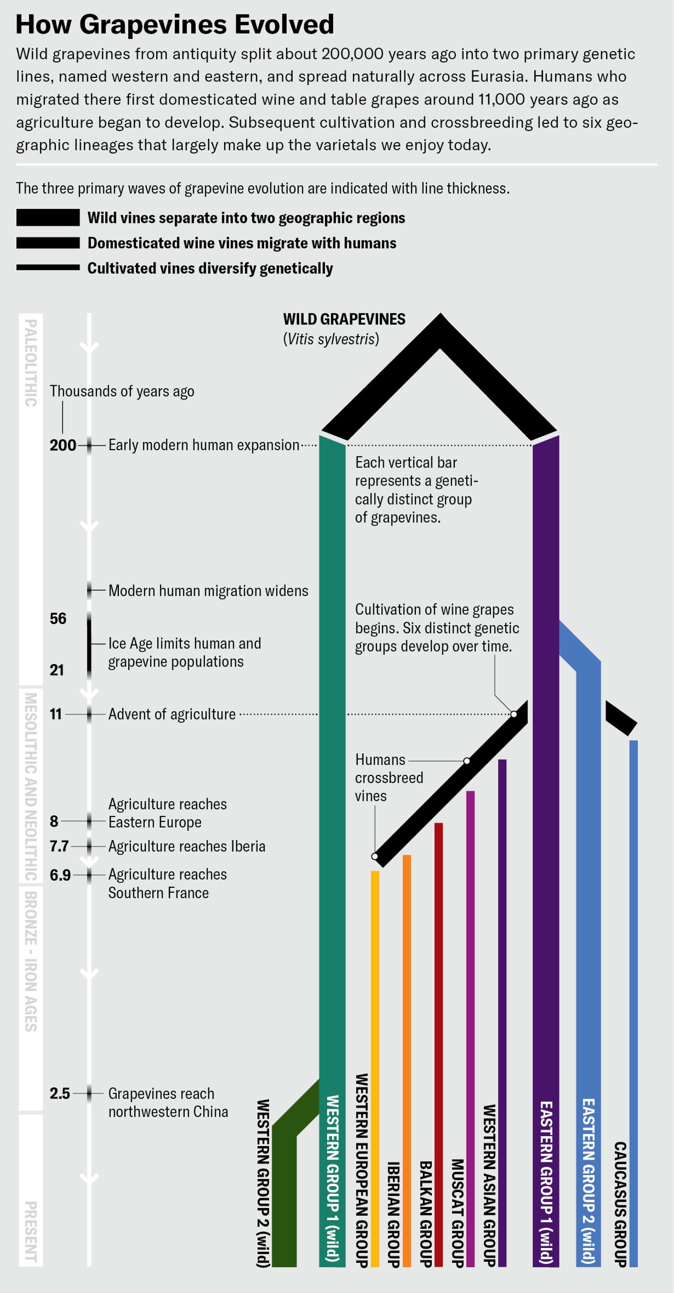 Wine's True Origins Are Finally Revealed | Scientific American