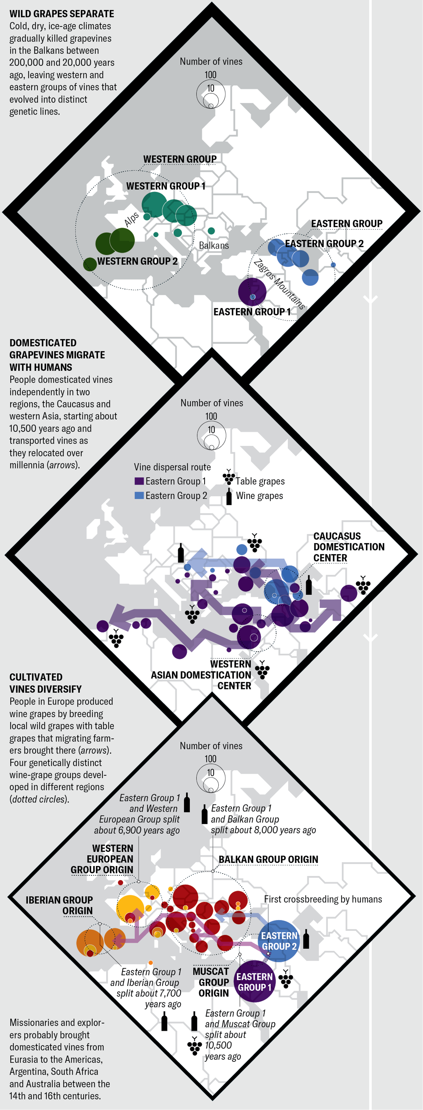 Wine's True Origins Are Finally Revealed | Scientific American
