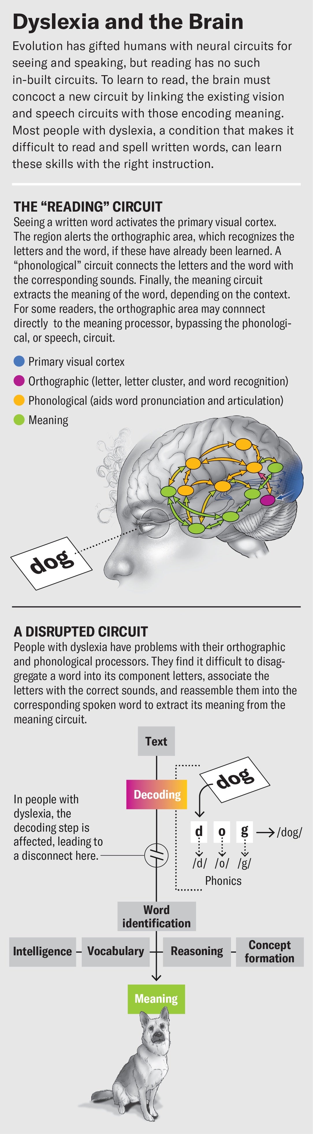 Too Many Schools Are Misdiagnosing Dyslexia | Scientific American