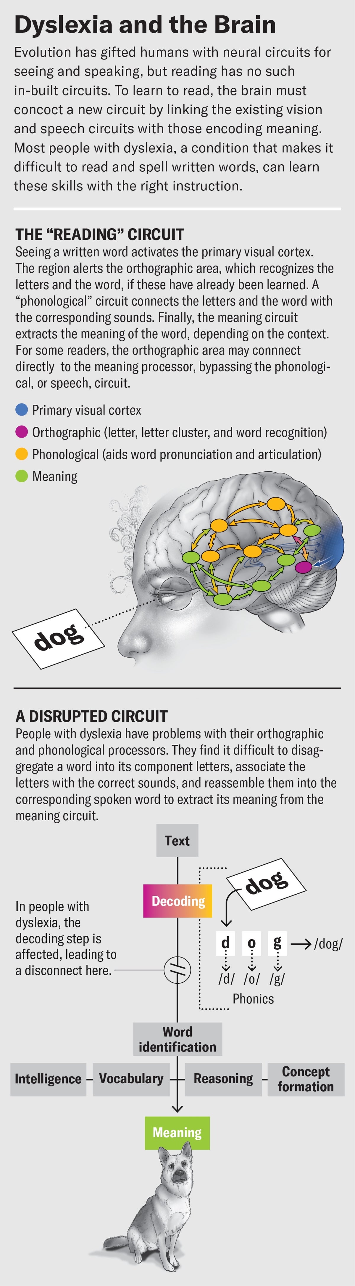 Too Many Schools Are Misdiagnosing Dyslexia | Scientific American