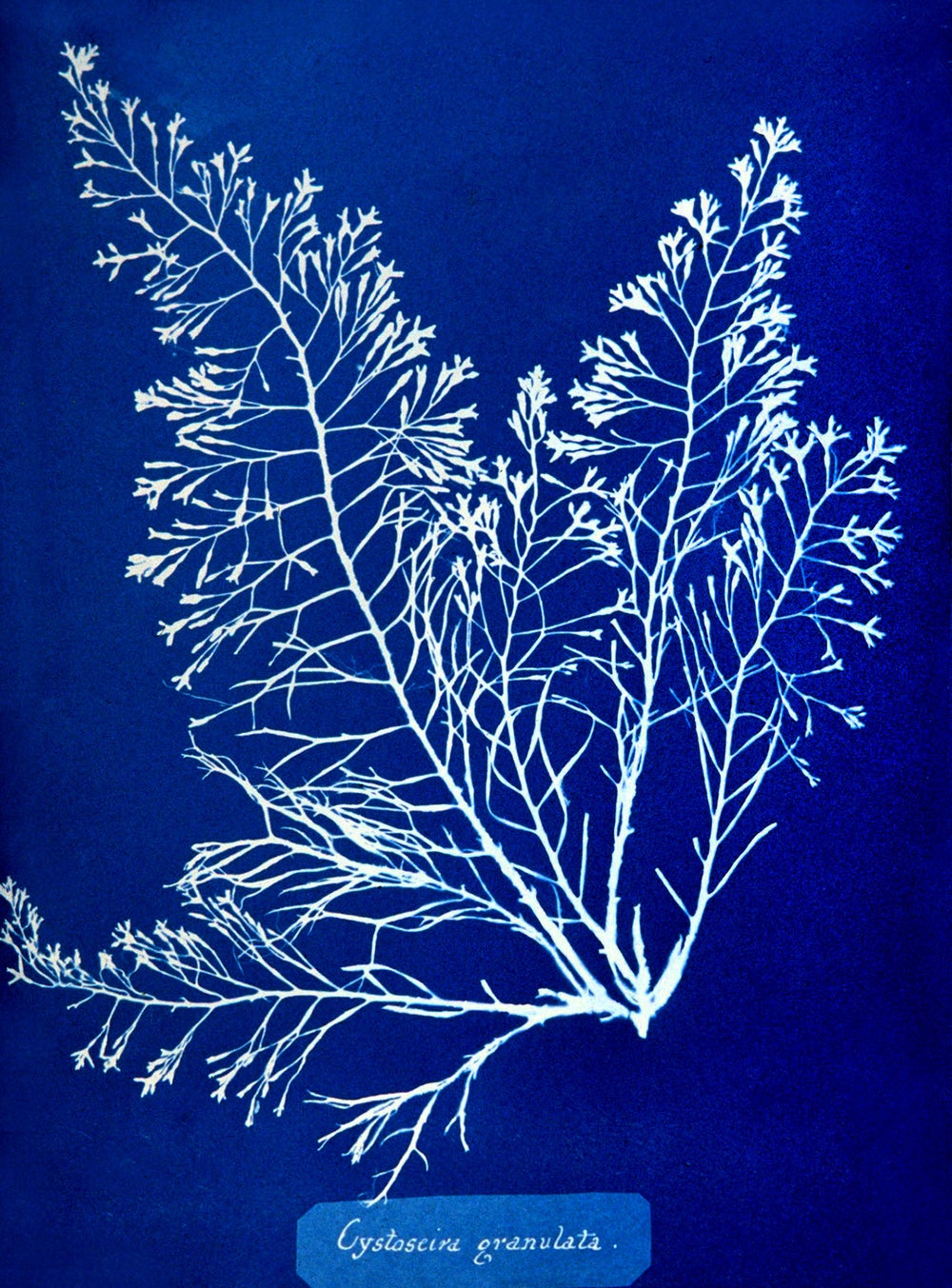 Female Botanist Published the First Ever Photo Book | Scientific American