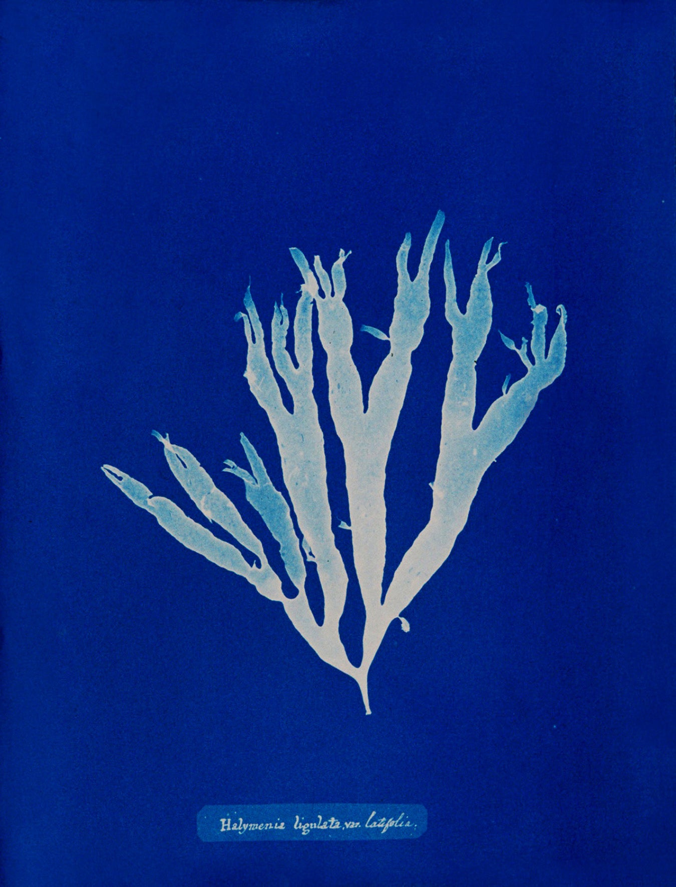 Female Botanist Published the First Ever Photo Book | Scientific American