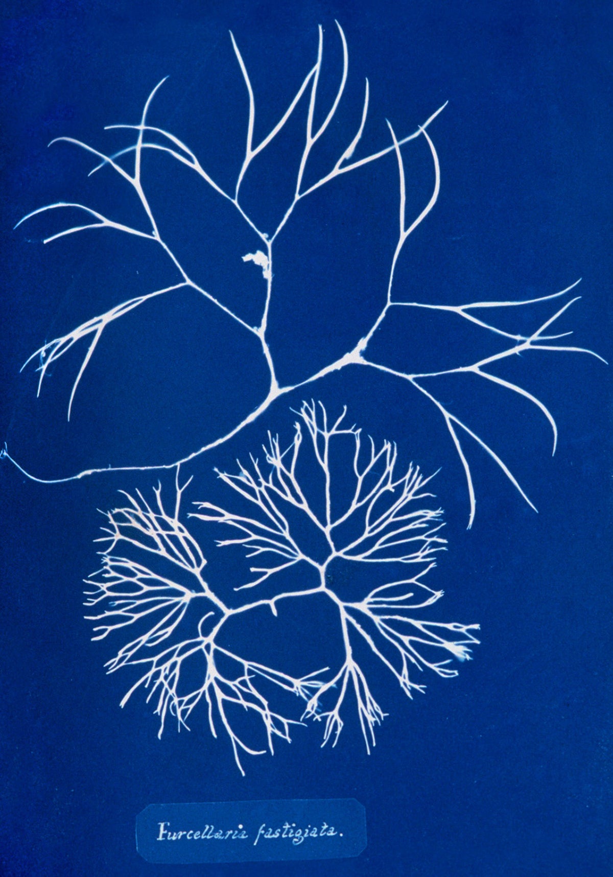 Female Botanist Published the First Ever Photo Book | Scientific American