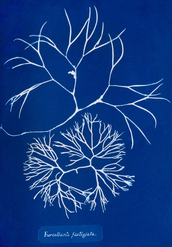 Female Botanist Published the First Ever Photo Book | Scientific American