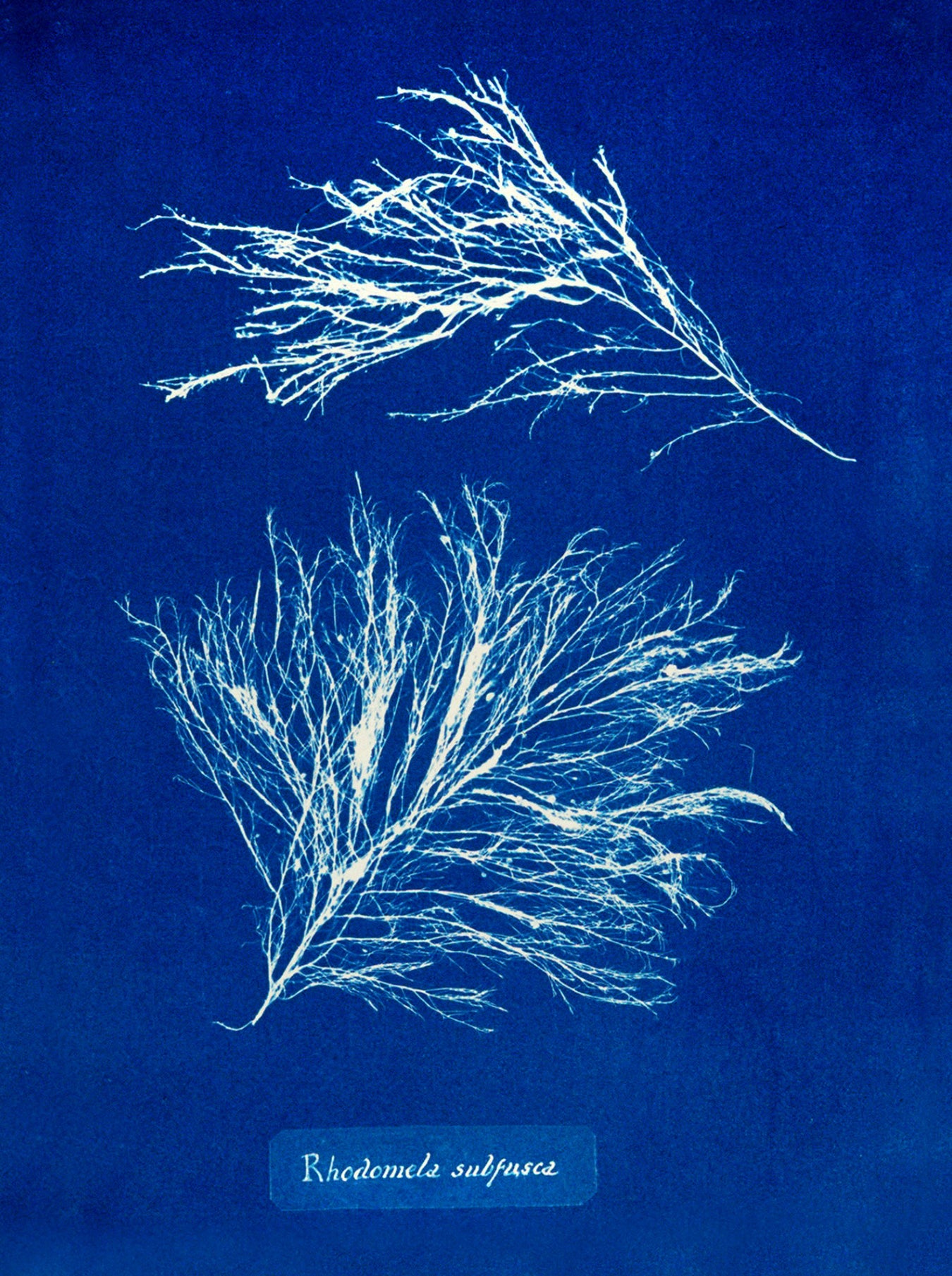 Female Botanist Published the First Ever Photo Book | Scientific American